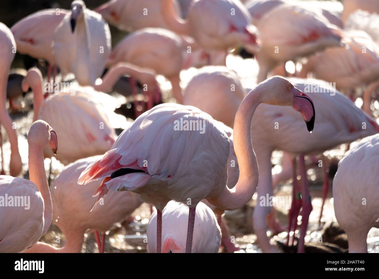 View of beautiful flamingos in their habitat Stock Photo - Alamy