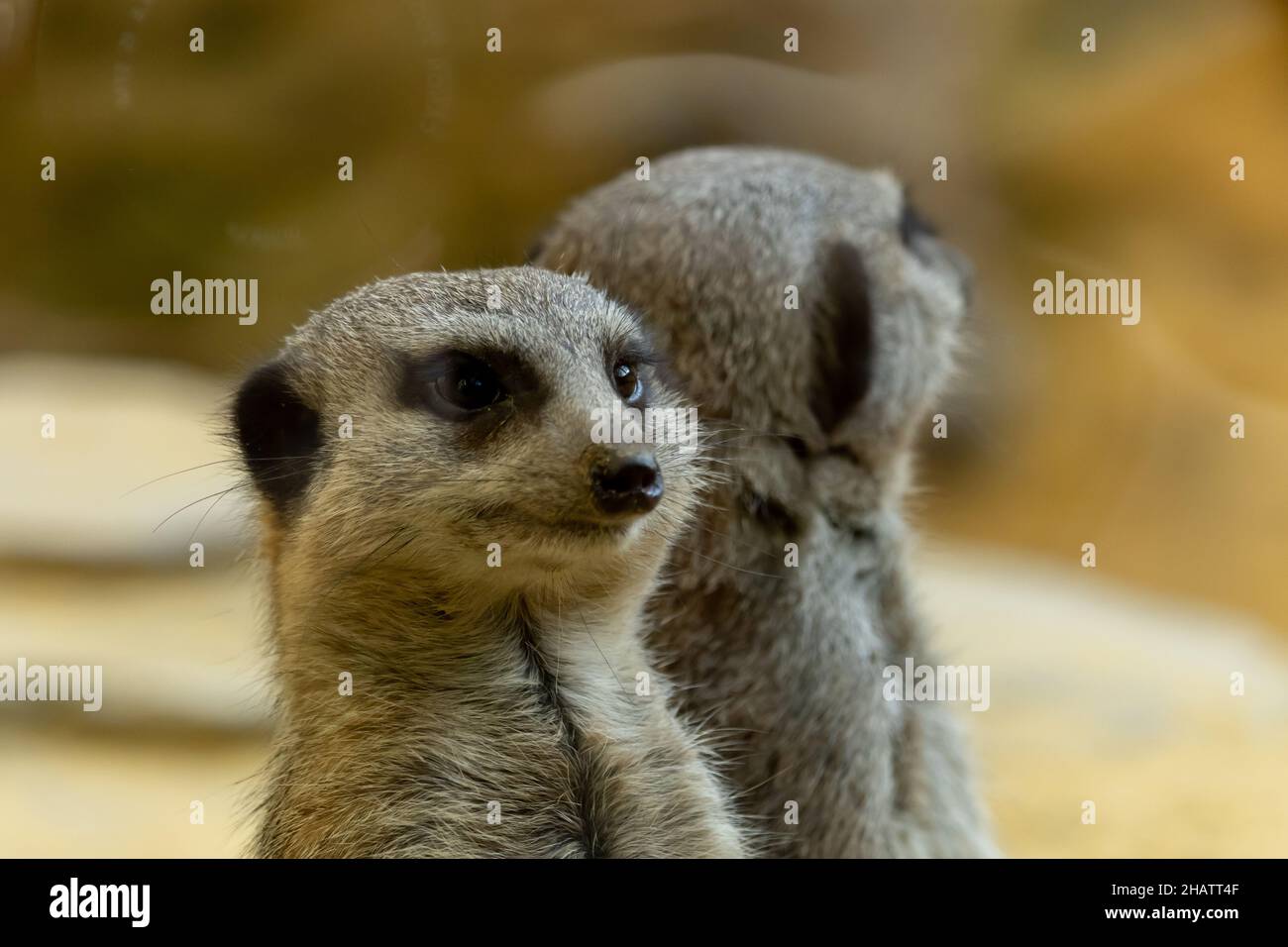 View of cute Meerkats in their habitat Stock Photo - Alamy