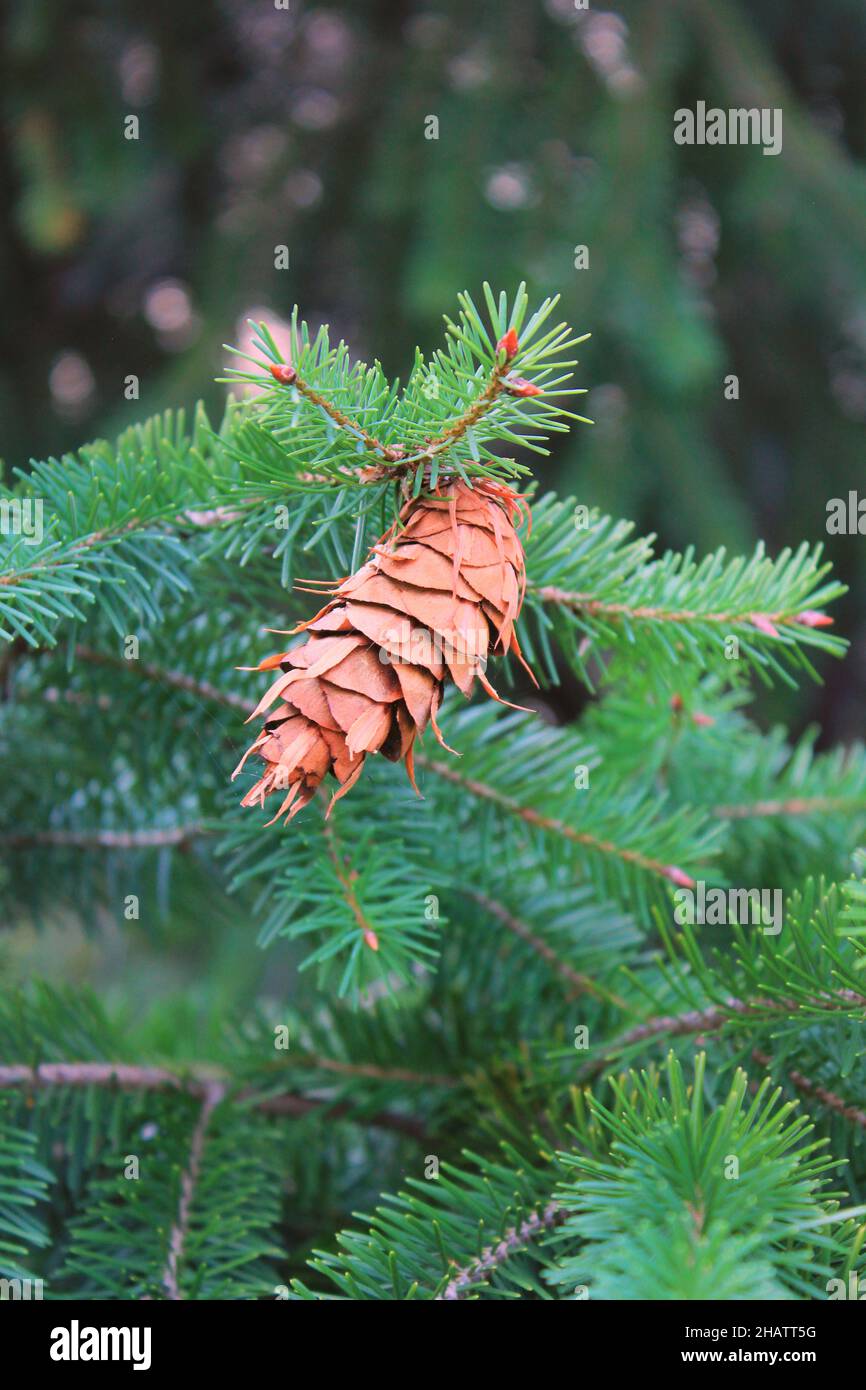 Lush green evergreen tree branch growing in the sunny meadow Stock ...