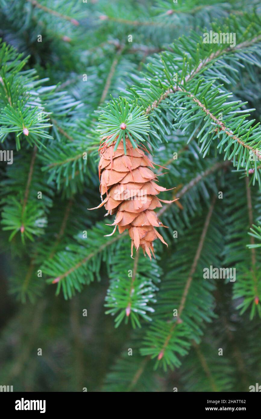 Lush green evergreen tree branch growing in the sunny meadow Stock ...