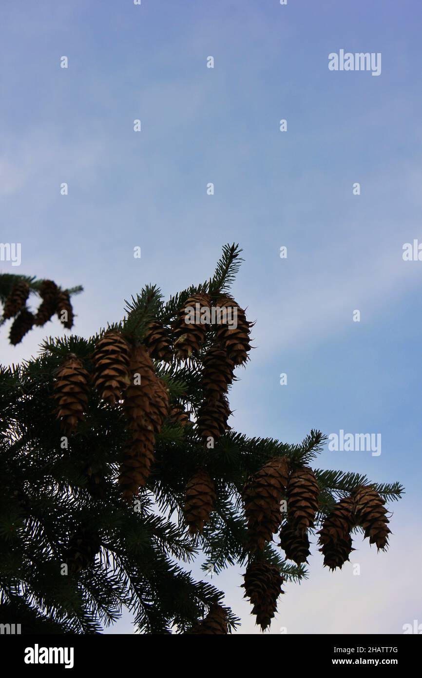 Lush green evergreen tree branch growing in the sunny meadow Stock ...