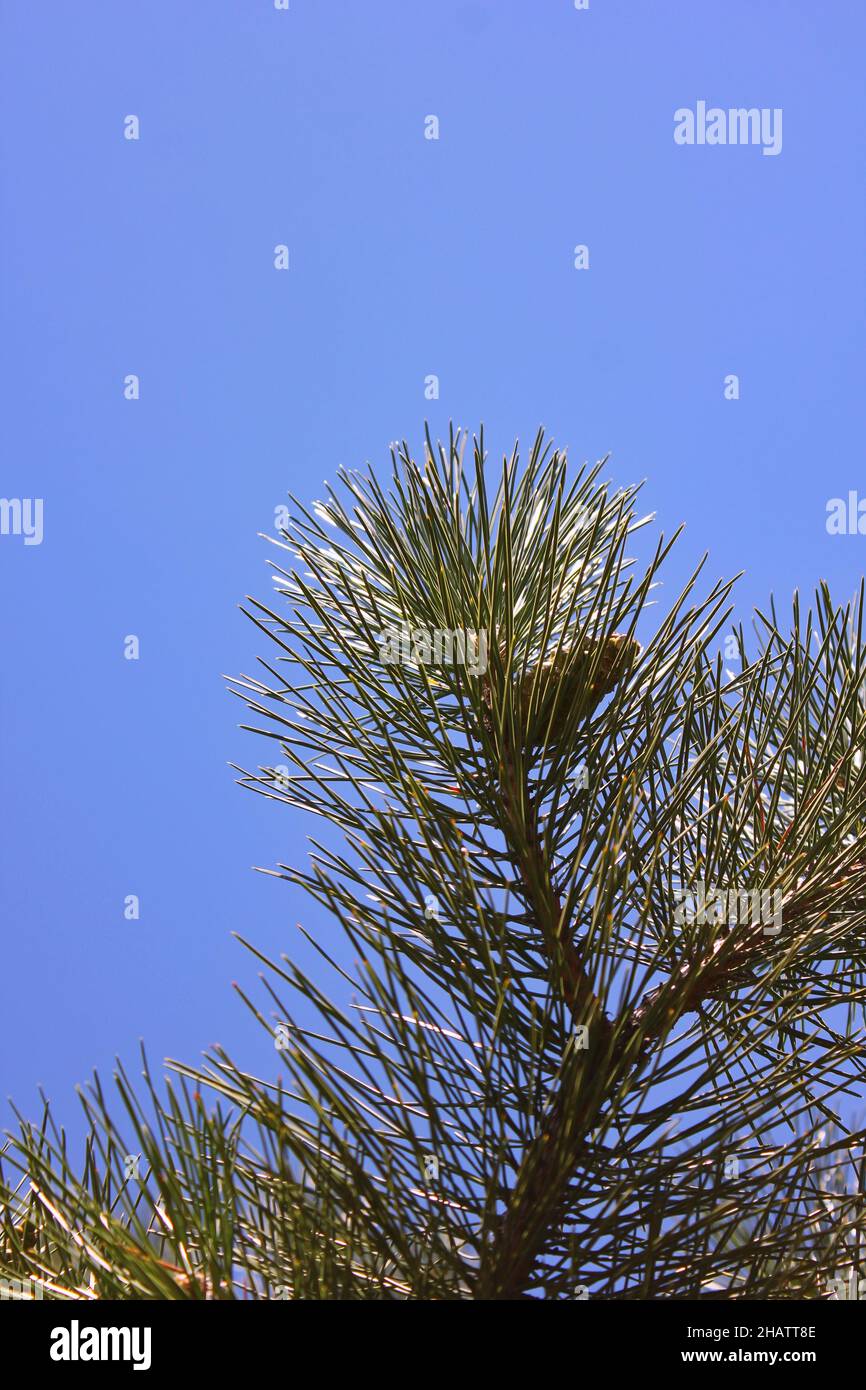 Lush green evergreen tree branch growing in the sunny meadow Stock ...