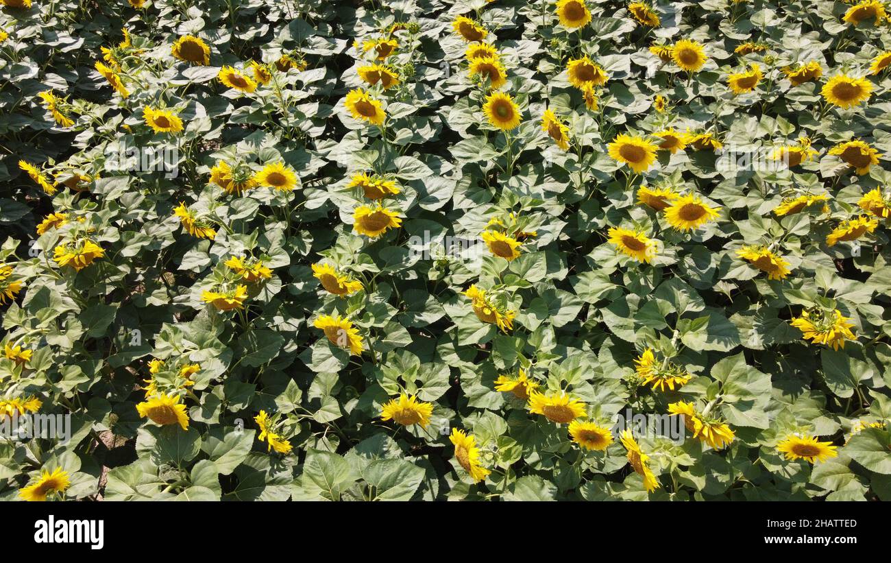 Sunflower flowers in the field, top view Stock Photo - Alamy