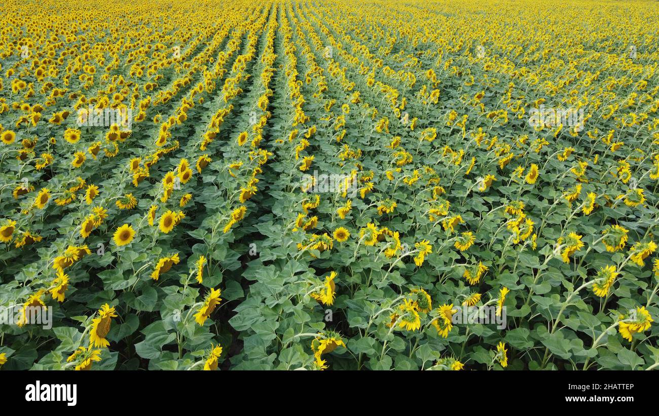 Sunflower field, top view. Sunflower plants bloom in a farmer's field ...