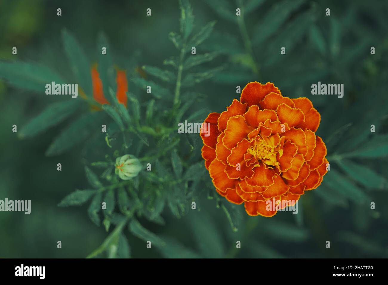 One large marigold flower, close-up shot, top view Stock Photo - Alamy