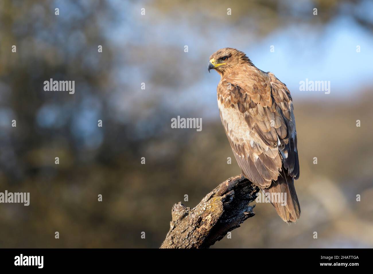 Tawny eagle (Aquila rapax) perched on a tree stump, Ngorongoro ...