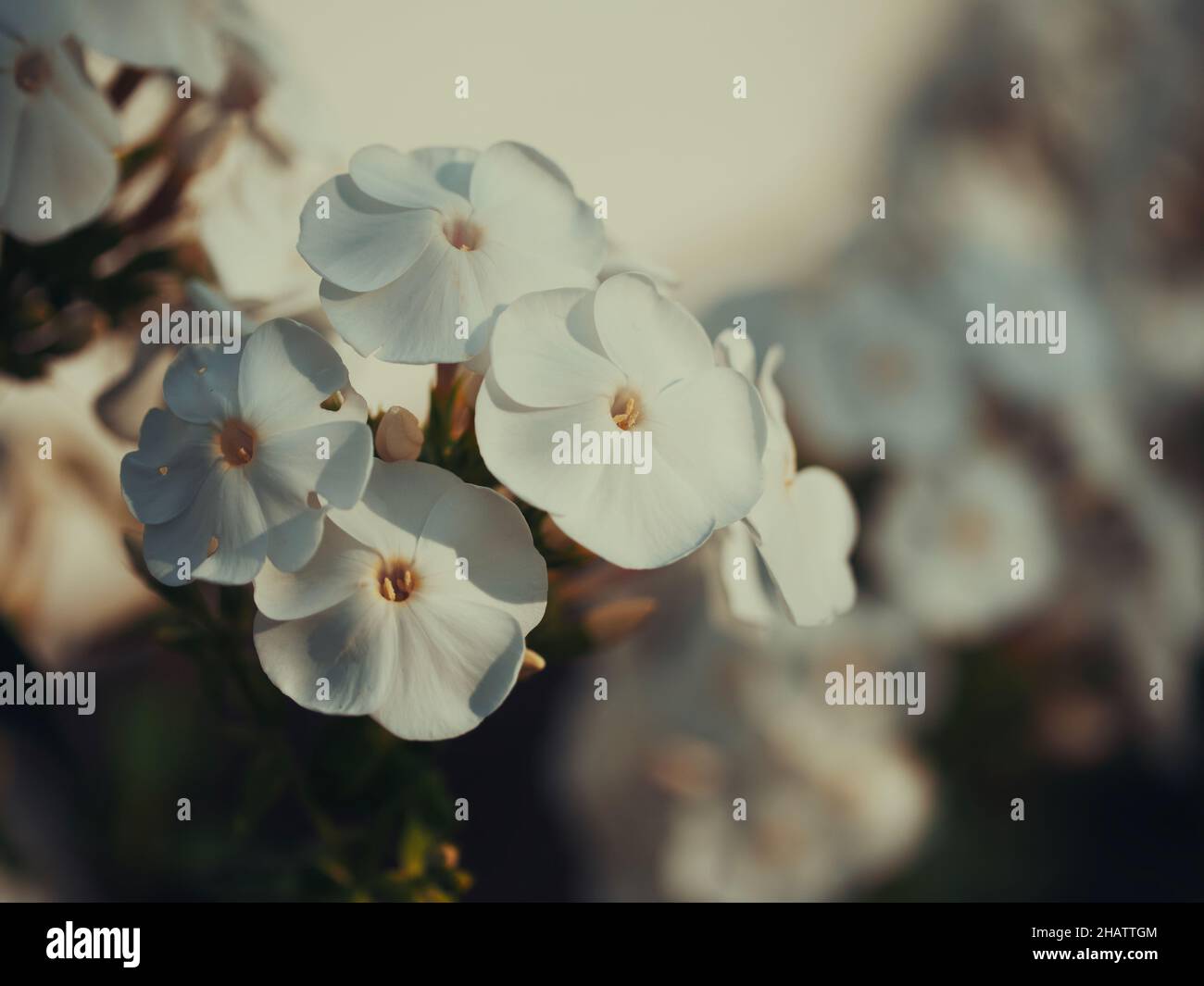 An inflorescence of white phlox flowers, a close-up picture. Beautiful ...