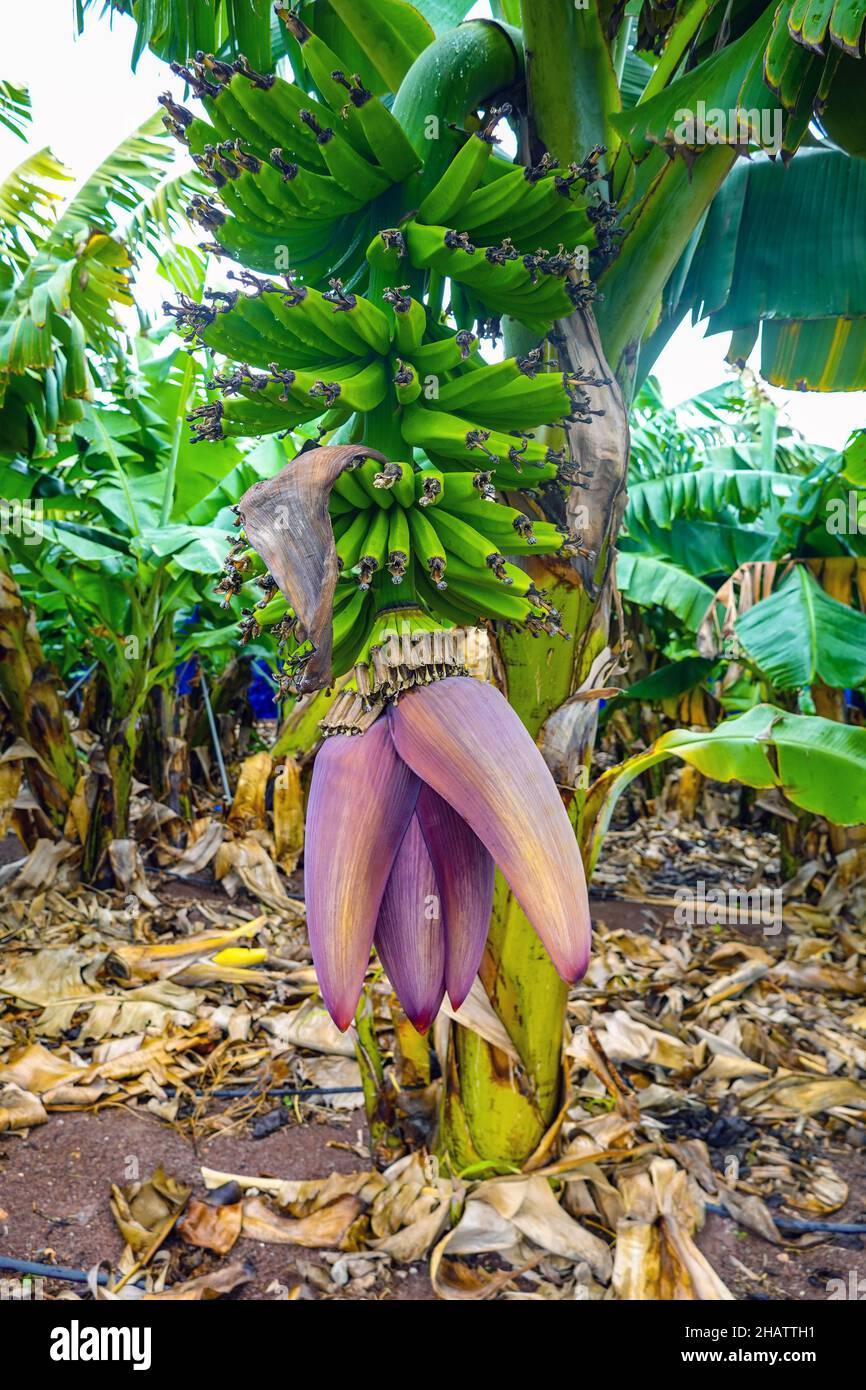 Banana plantation near Coral Bay, Paphos, Cyprus Stock Photo - Alamy