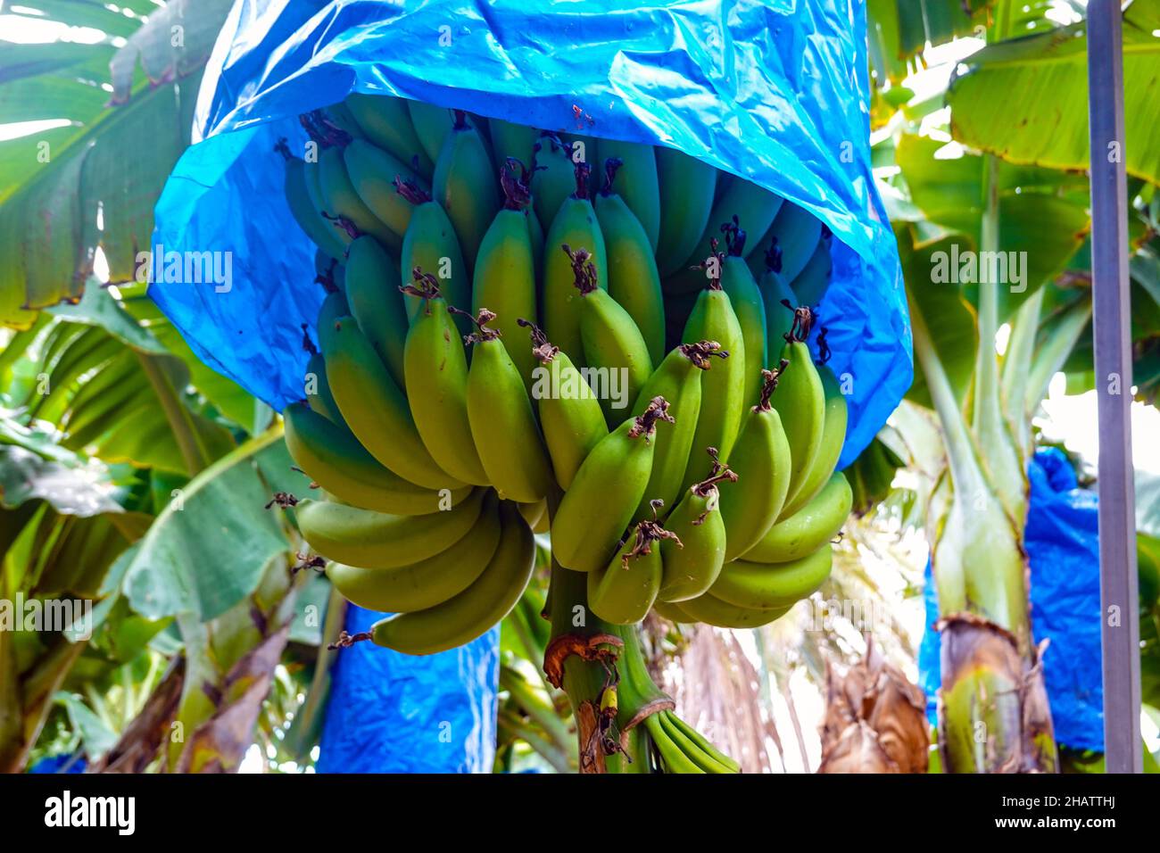 Banana plantation near Coral Bay, Paphos, Cyprus Stock Photo - Alamy