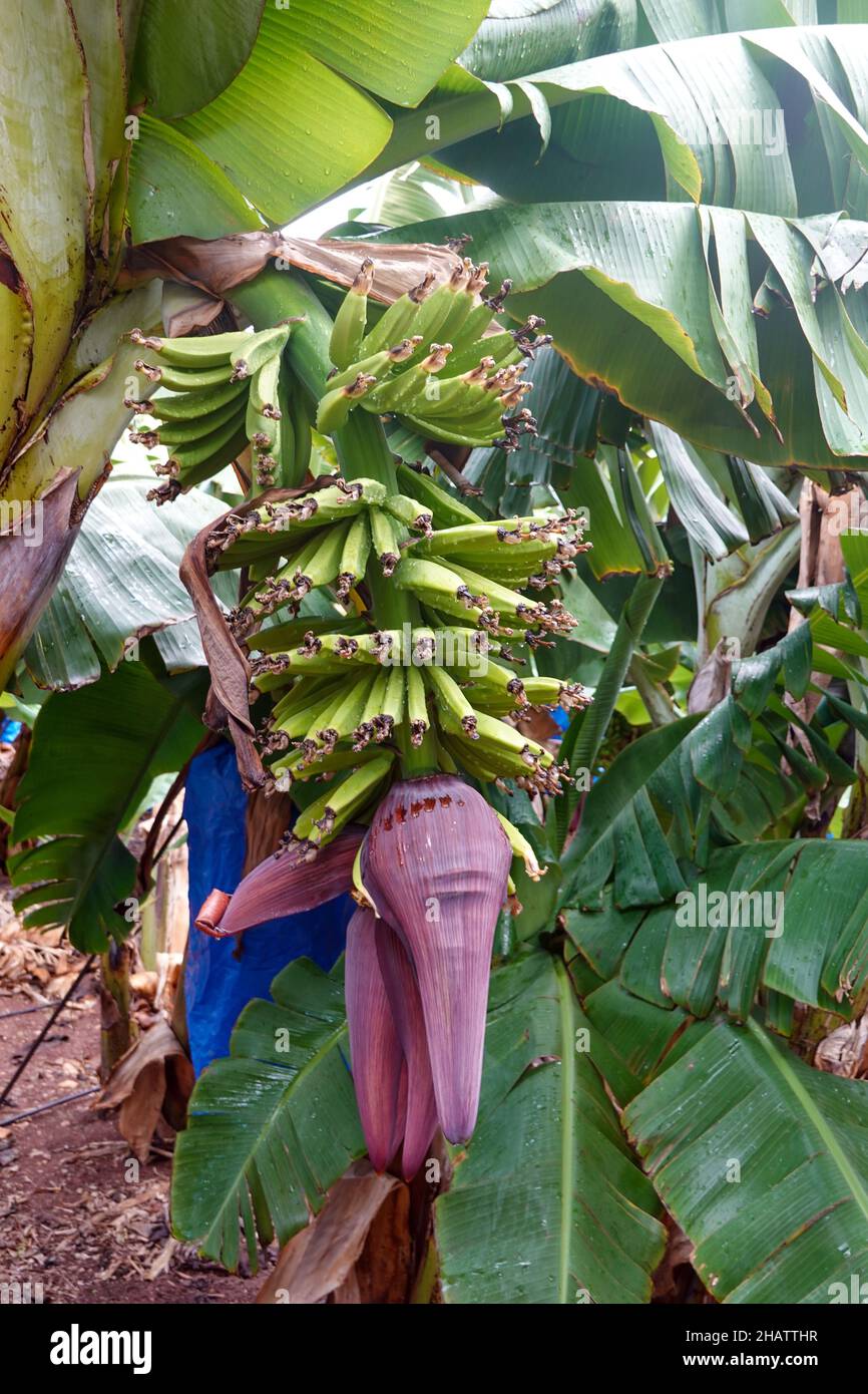 Banana plantation near Coral Bay, Paphos, Cyprus Stock Photo - Alamy