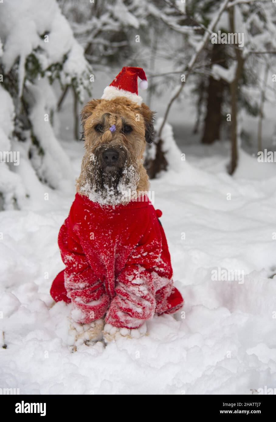 Irish soft coated wheaten terrier. A fluffy red dog in a New Year's red ...