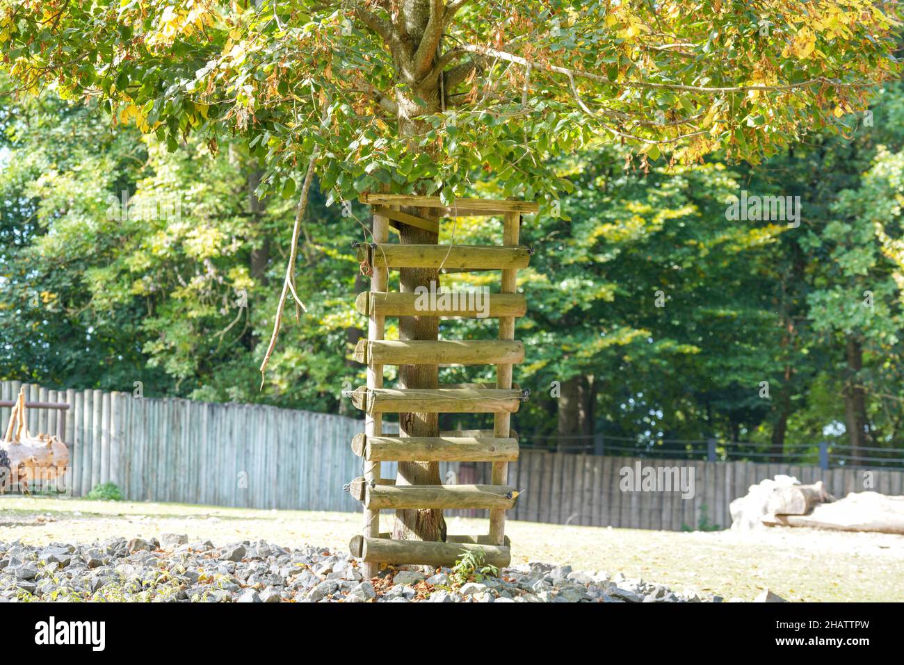 Ladder tree branches in hi-res stock photography and images - Alamy
