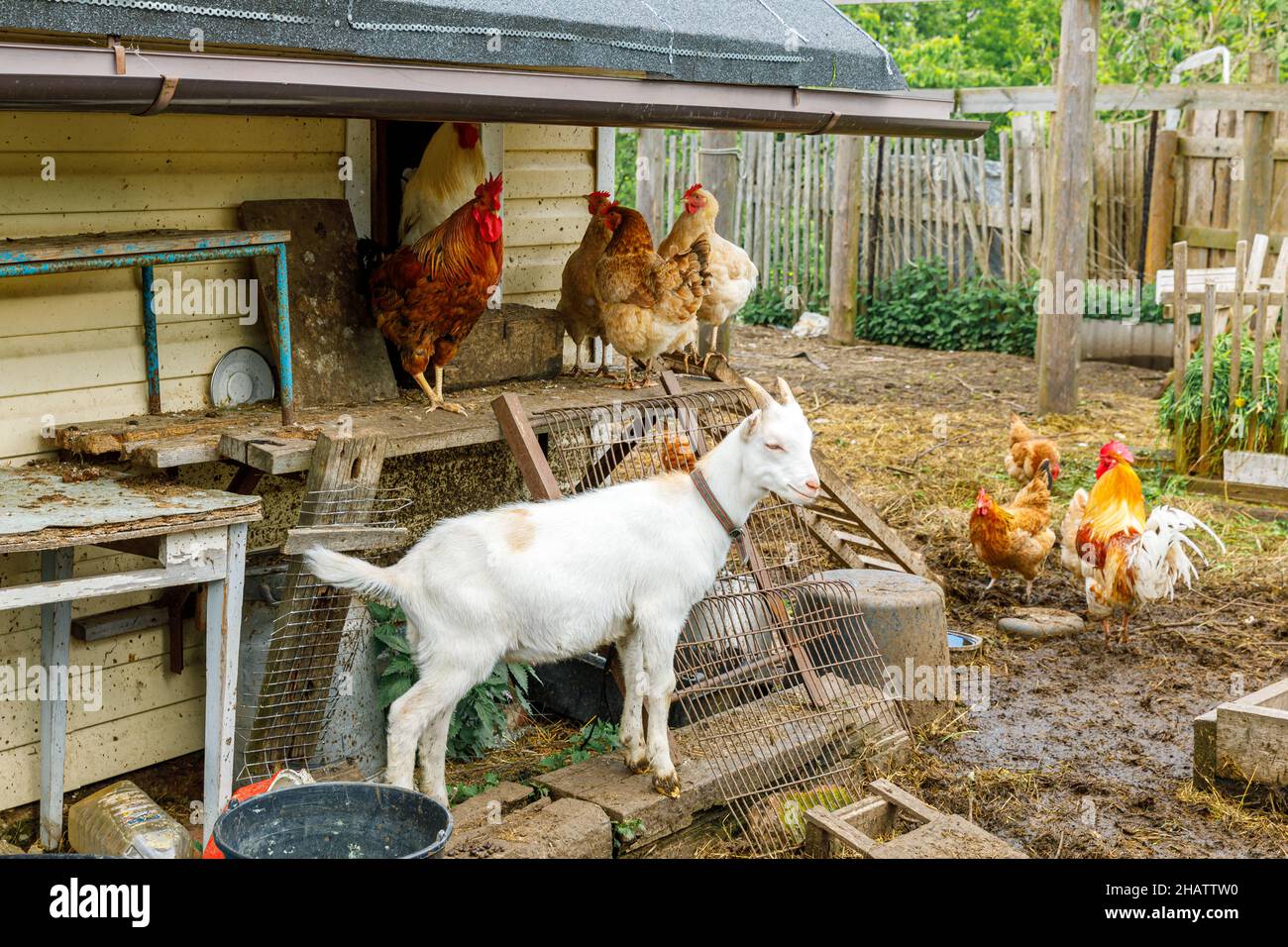 Goat and free range chicken on organic animal farm freely grazing in ...