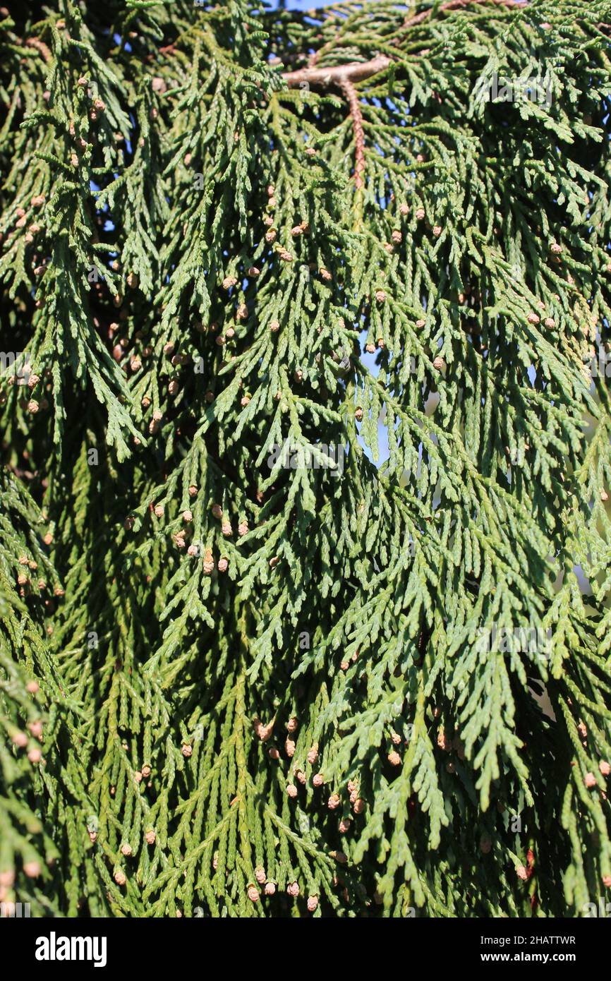Lush green evergreen tree branch growing in the sunny meadow Stock ...