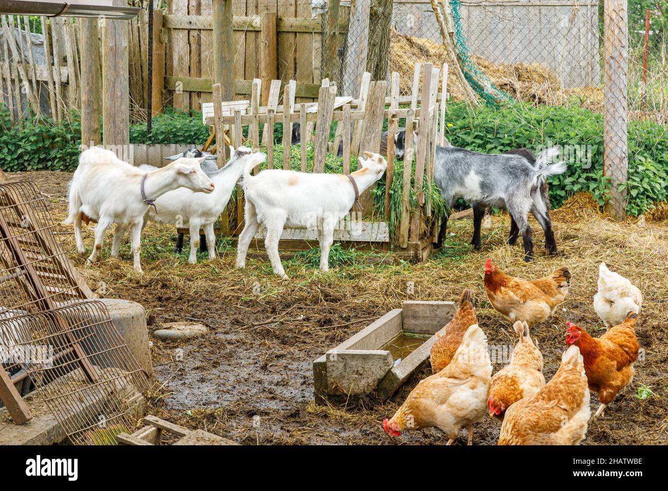 Free Range Farm Animals