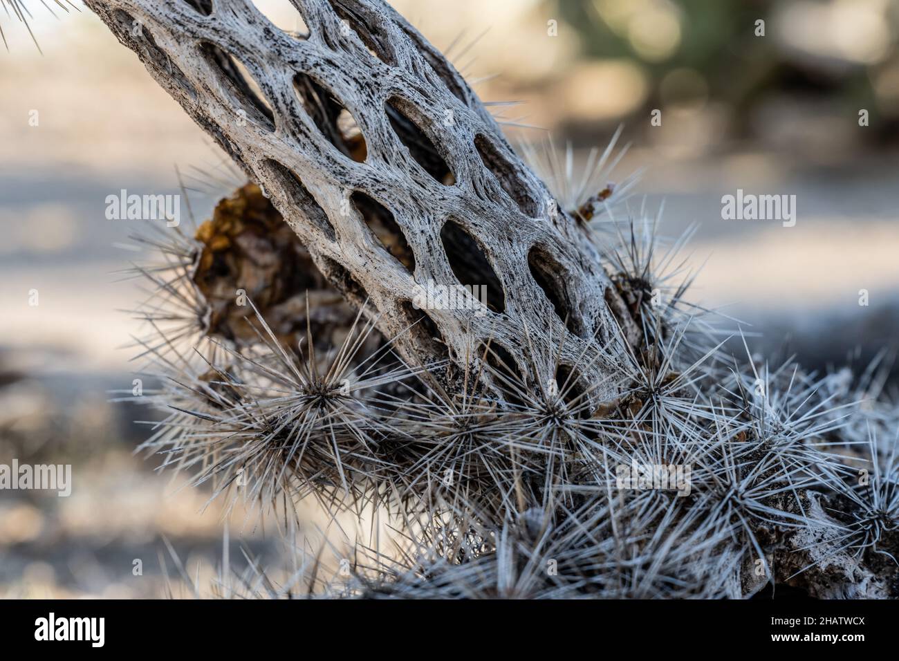 Dried Hollow Structure of Decompsing Cactus in Saguaro National Park ...