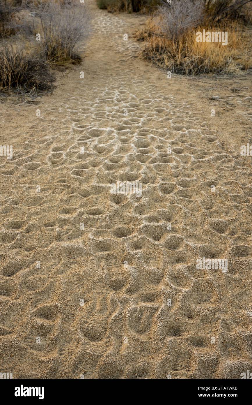 Frost Covers Footprints In Desert on hiking trail in Joshua Tree Stock ...