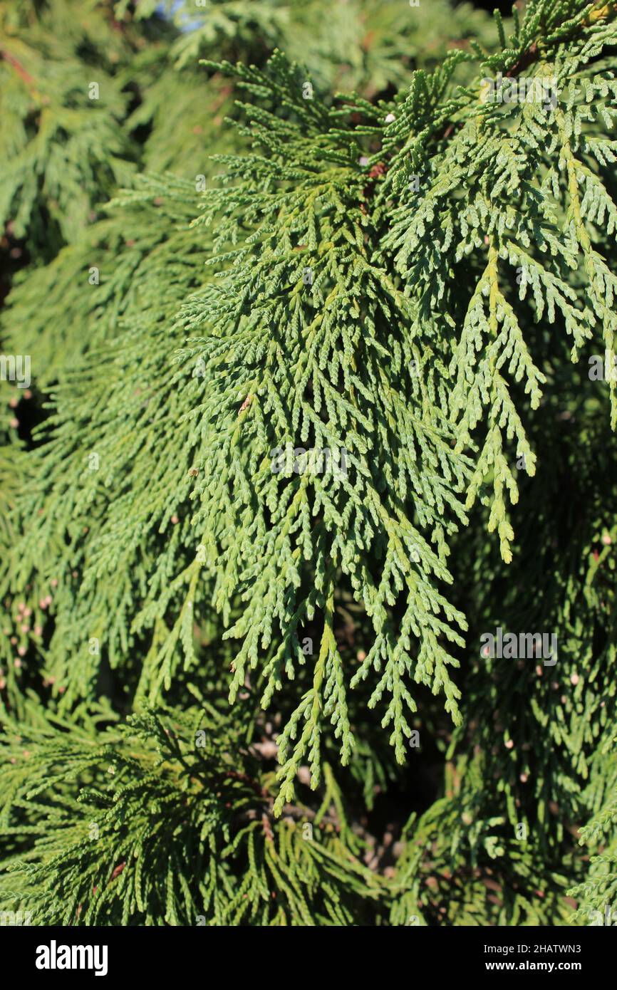 Lush green evergreen tree branch growing in the sunny meadow Stock ...