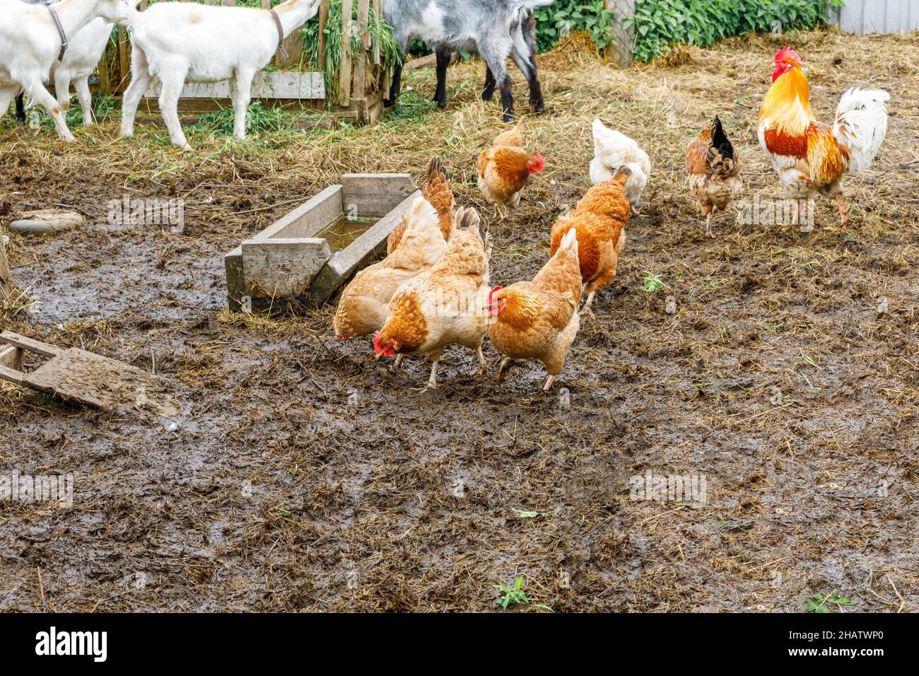 Goat and free range chicken on organic animal farm freely grazing in ...