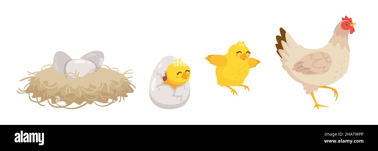 Hatching process. Vector cartoon illustration. White background Stock ...