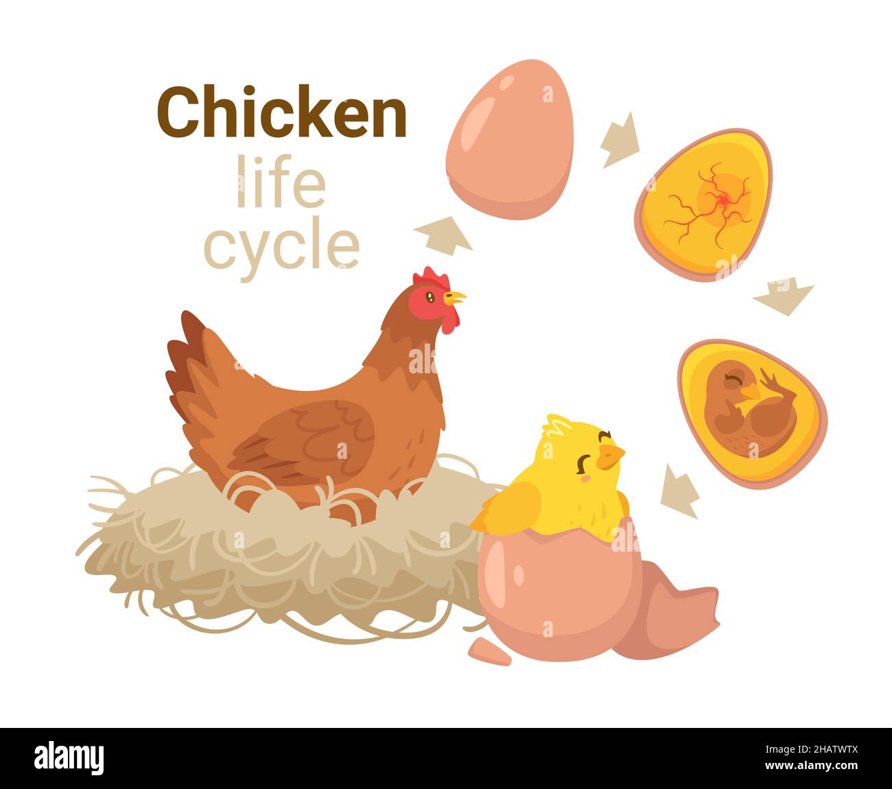 Kids educational illustration of the hatching process Stock Vector ...
