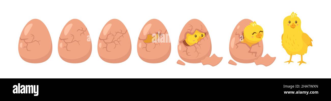 Hatching process. Vector cartoon illustration. White background Stock ...
