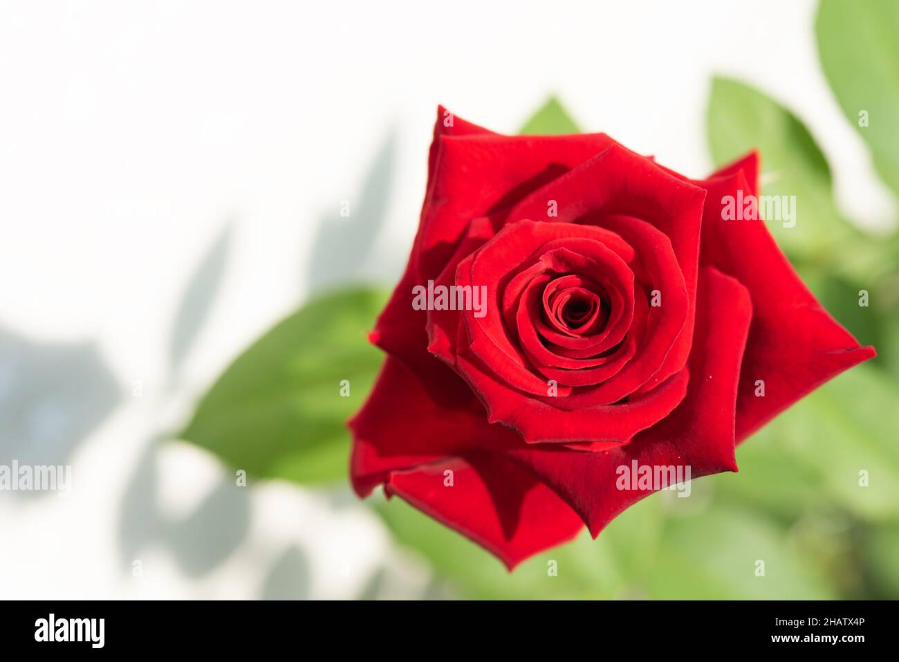 Red roses over valentines hi-res stock photography and images - Alamy