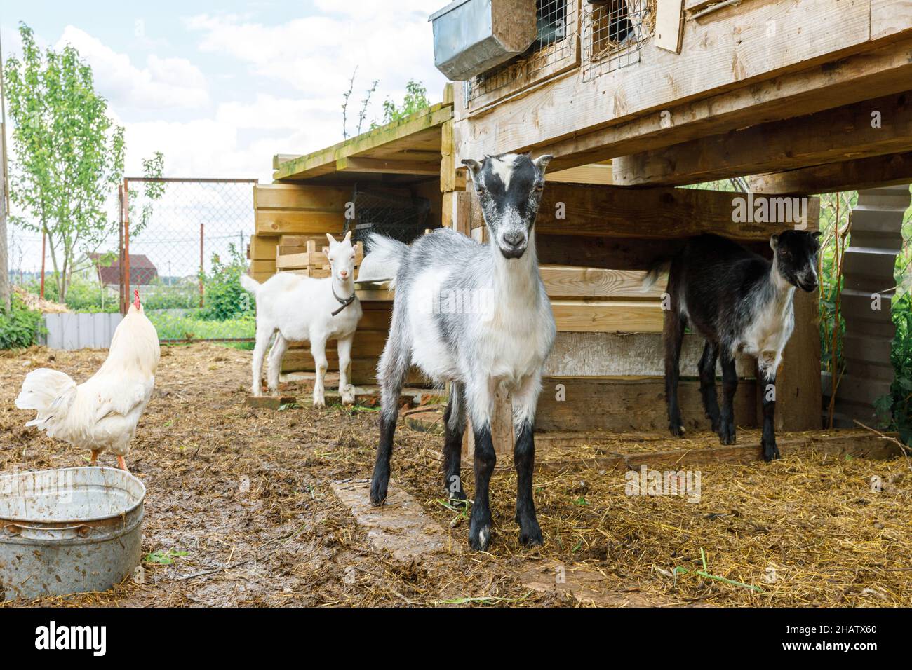 Goat and free range chicken on organic animal farm freely grazing in ...