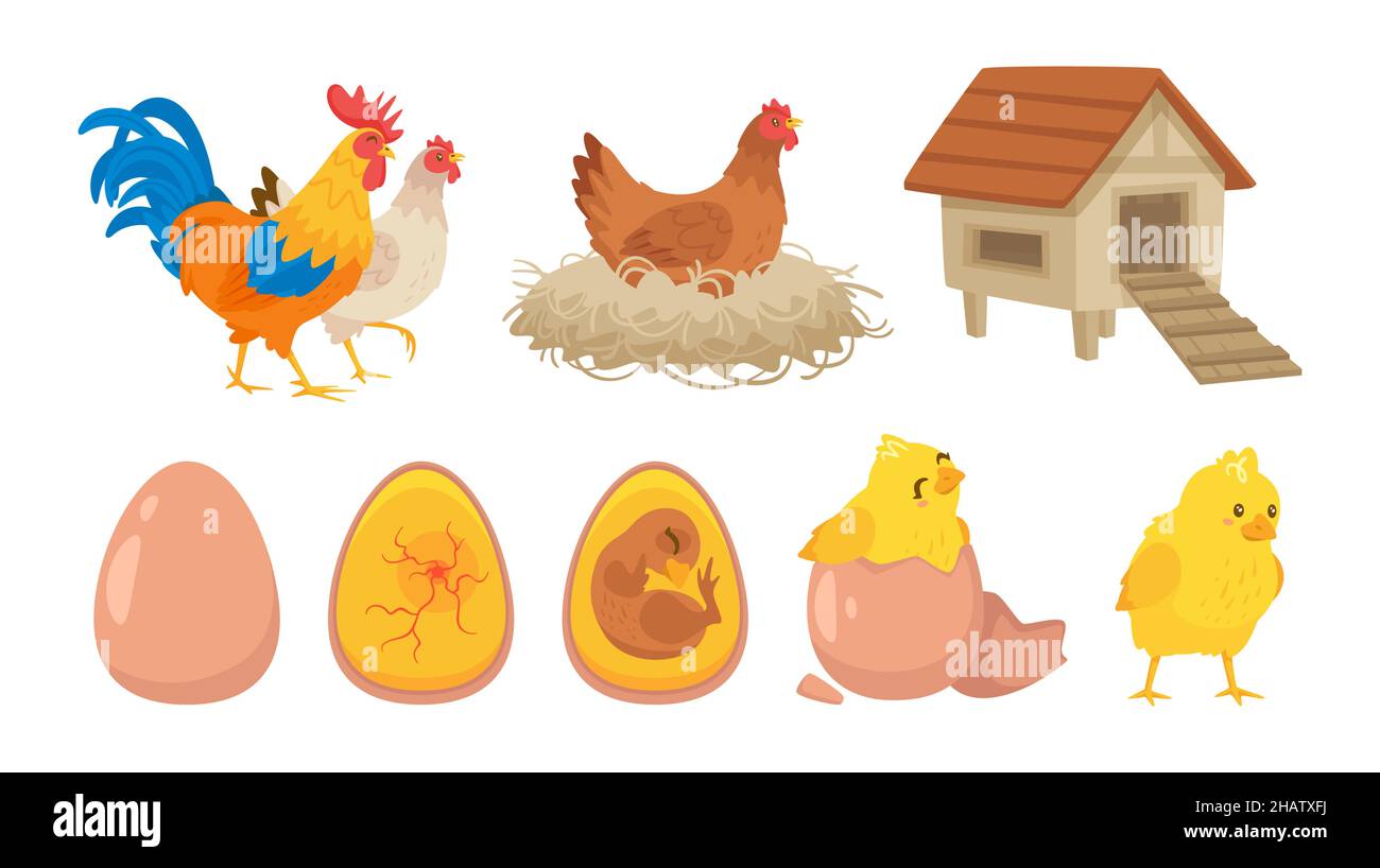 Hatching process set. Chick, chicken, henhouse, rooster Stock Vector Image & Art - Alamy