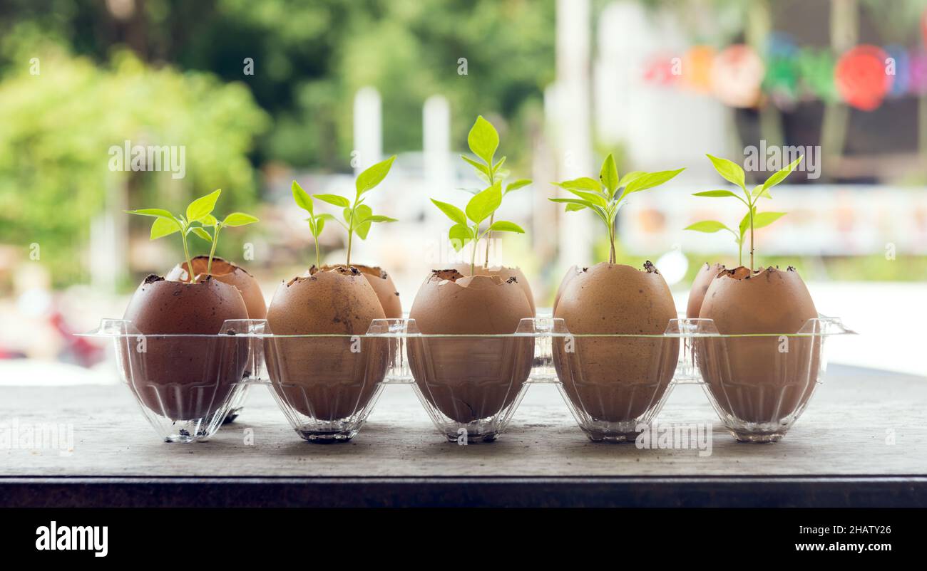 Seeds planting in egg shells on wood table with green nature background ...