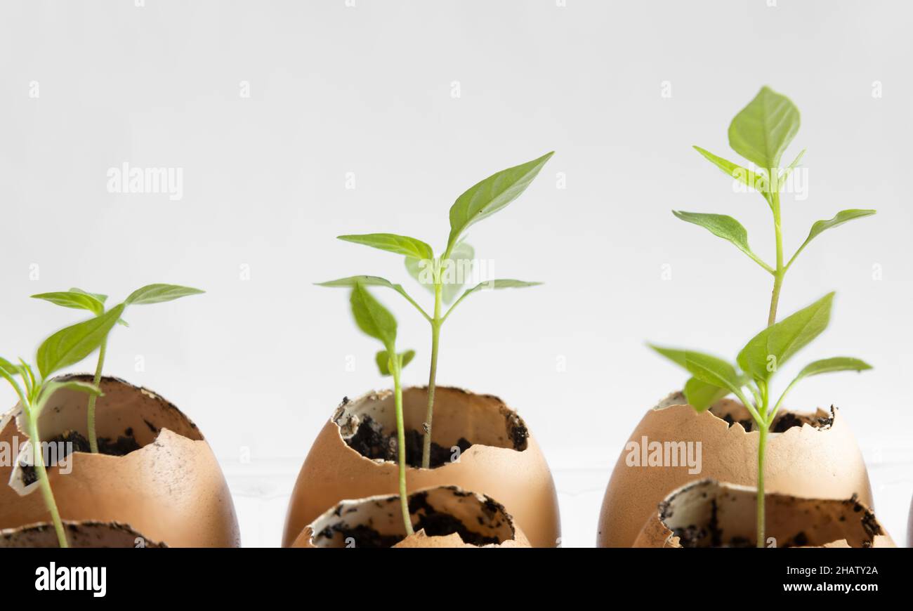 Seeds planting in egg shells over white background Stock Photo - Alamy