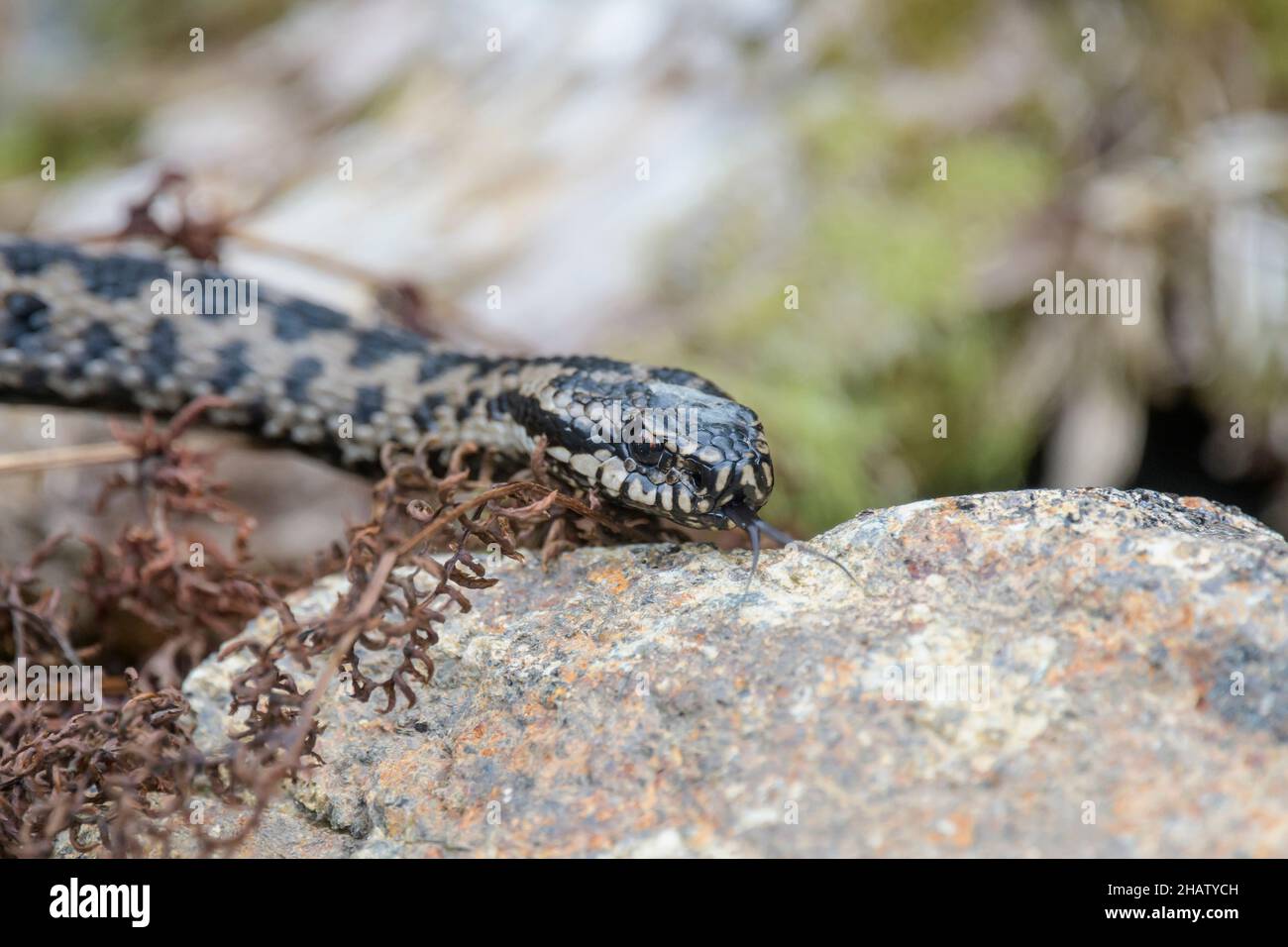 Kreuzotter, Vipera berus, Common European adder Stock Photo - Alamy