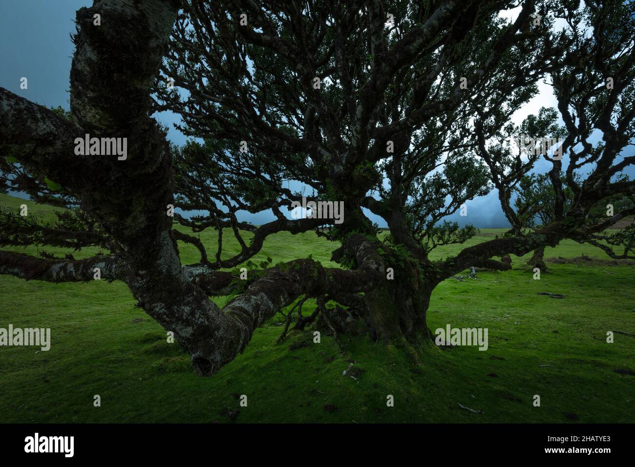Trees of fanal hi-res stock photography and images - Alamy