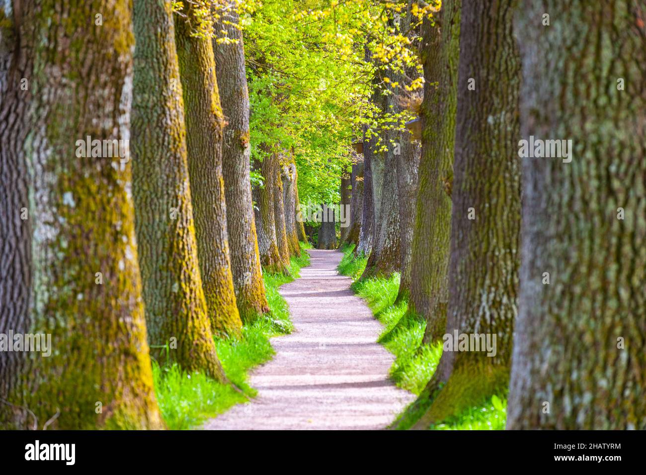 beautiful tree lined alley with oak trees at springtime Stock Photo - Alamy