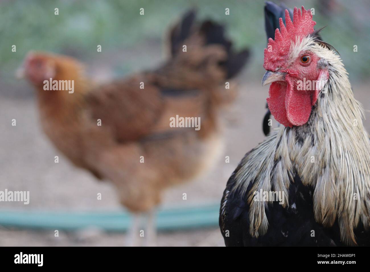 Closeup shot chickens in hi-res stock photography and images - Alamy