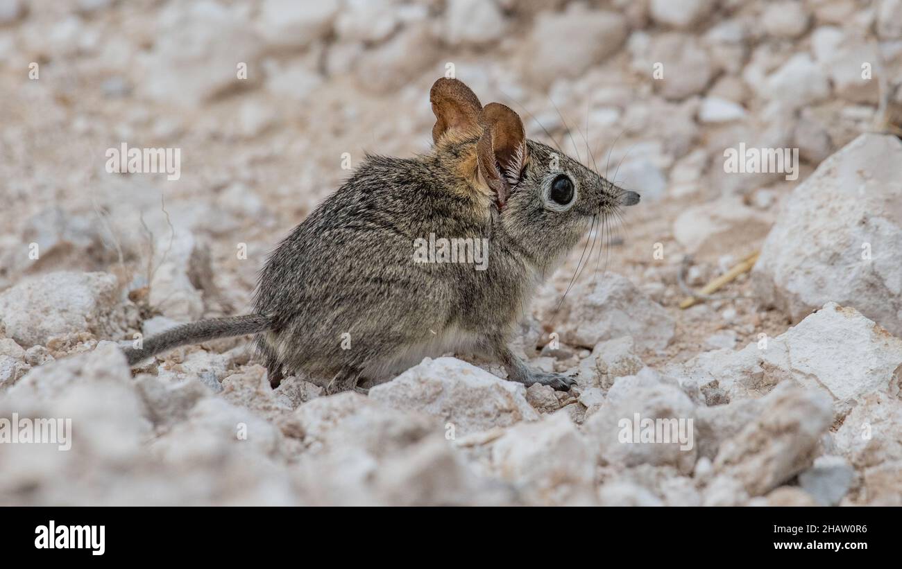 Elephantulus hi-res stock photography and images - Alamy