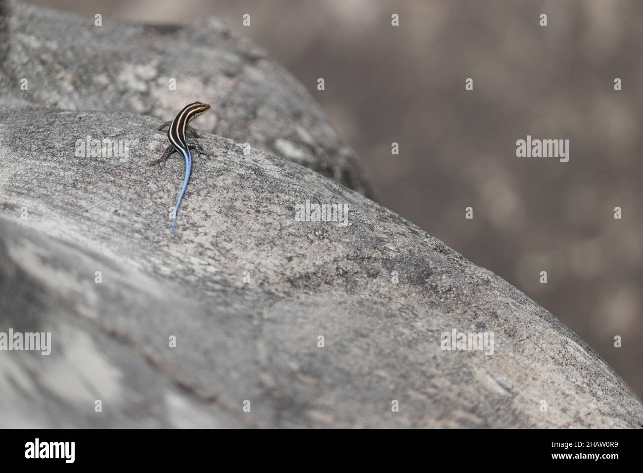 Blue tailed skink tail hi-res stock photography and images - Alamy