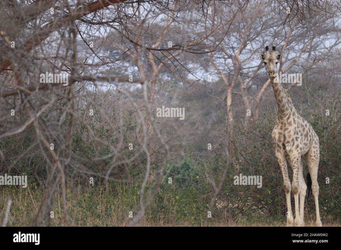 Rhodesian giraffe (Giraffa camelopardalis Thornycroft) in Lusaka ...