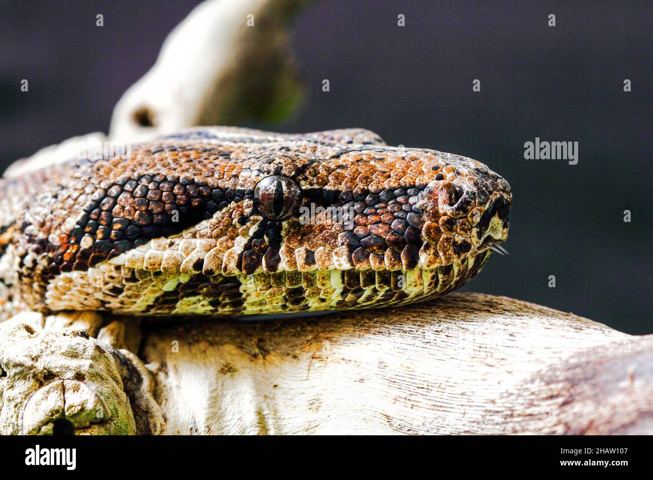 Common boa (boa constrictor) hi-res stock photography and images - Alamy