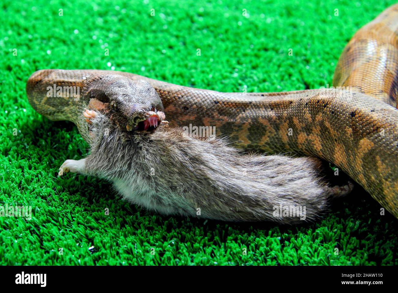 Boa constrictor species hi-res stock photography and images - Alamy
