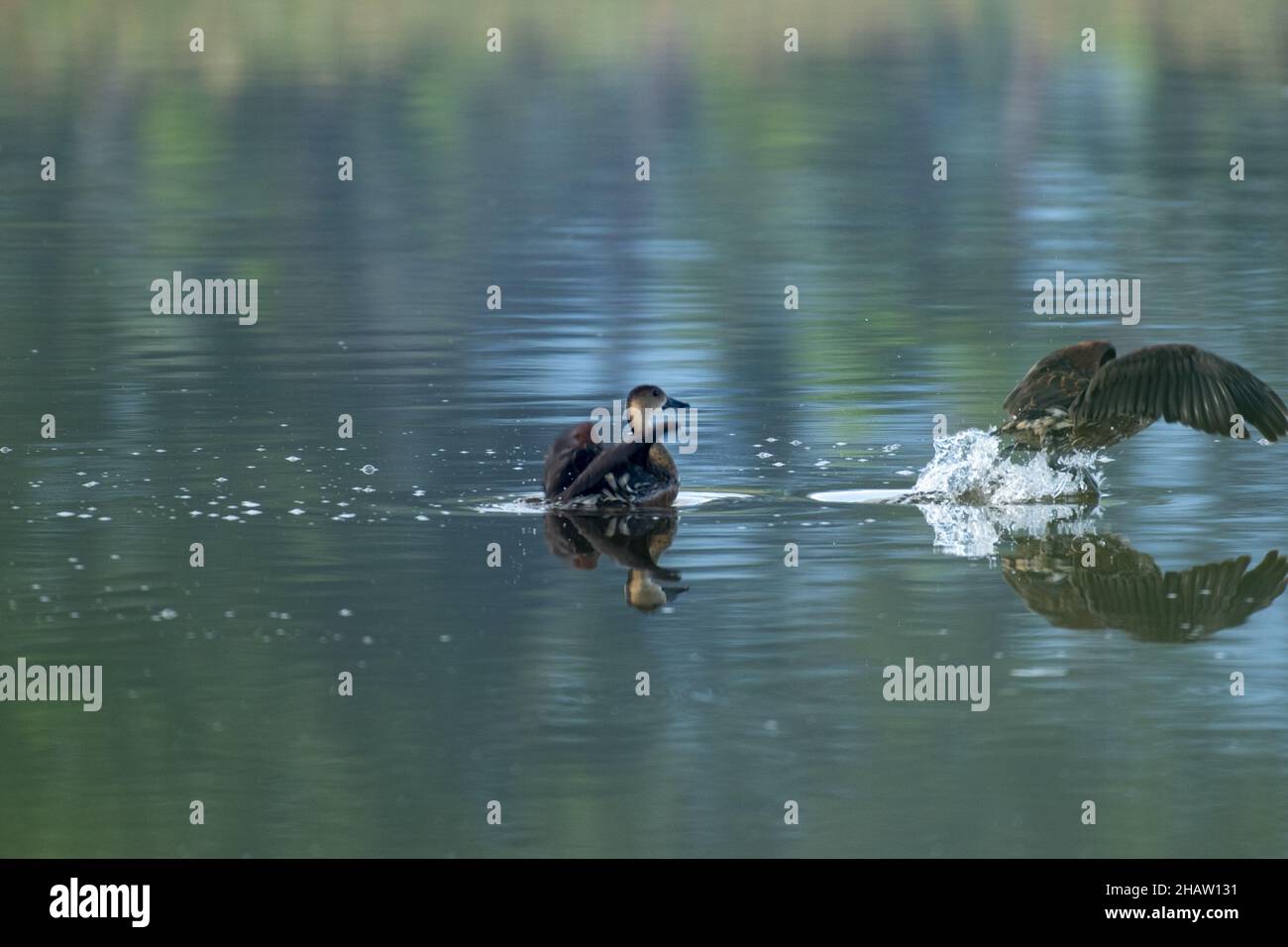 Flying ducks on a lake hi-res stock photography and images - Alamy