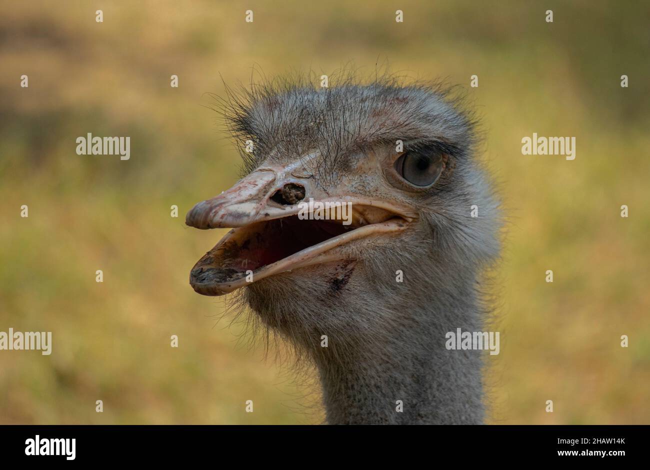 eye of ostrich Stock Photo - Alamy