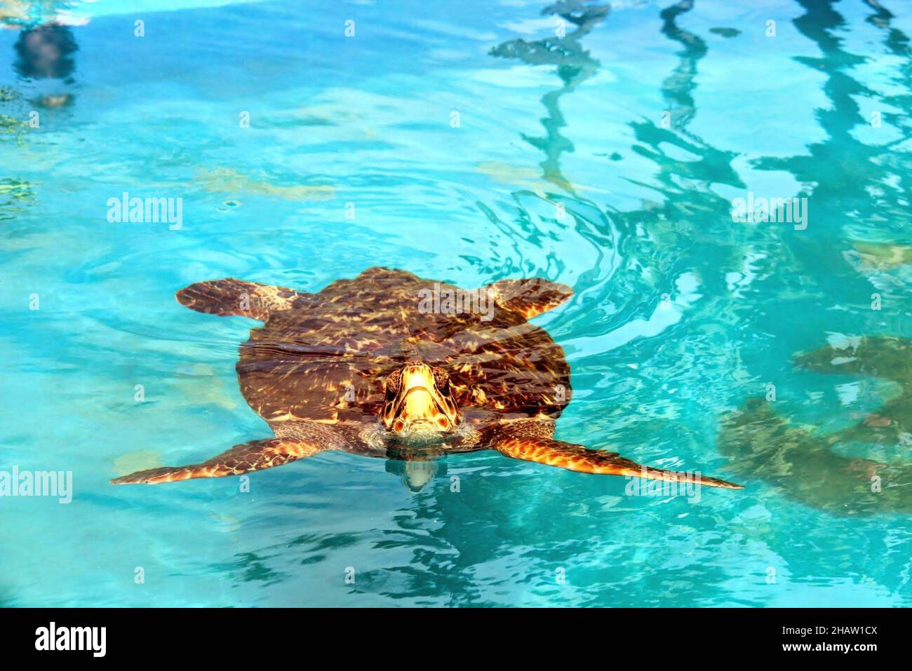 A turtle swimming up close in a species protection project. Praia do ...