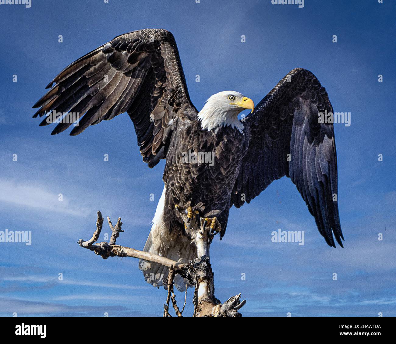Breathtaking shot of a bald eagle in motion in the clear skies Stock Photo - Alamy
