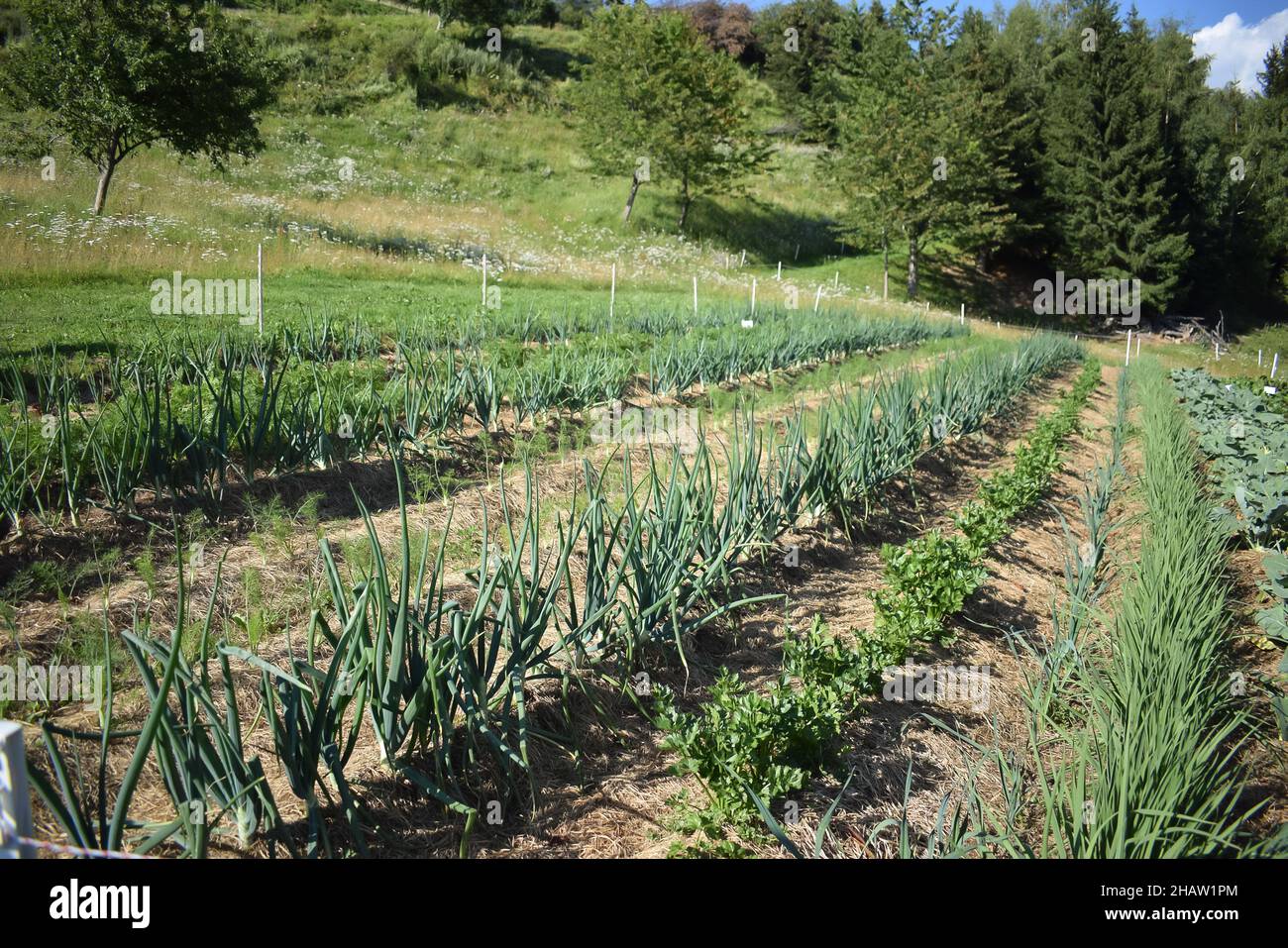 Growing herbs, plant rows. Healthy fresh food Stock Photo - Alamy