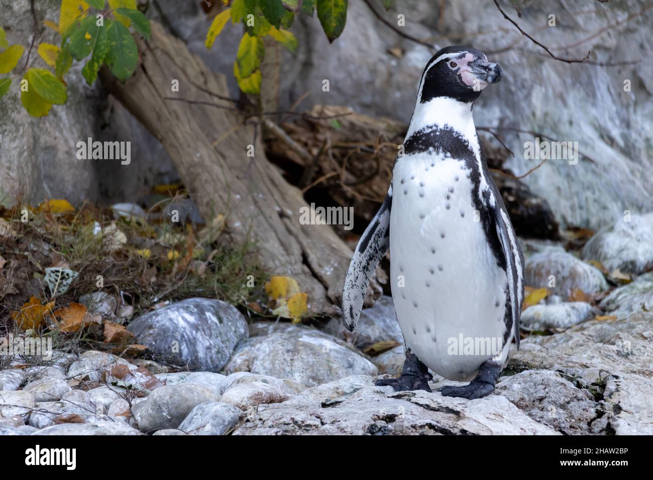 View Of A Cute Humboldt Penguin In Its Habitat Stock Photo Alamy