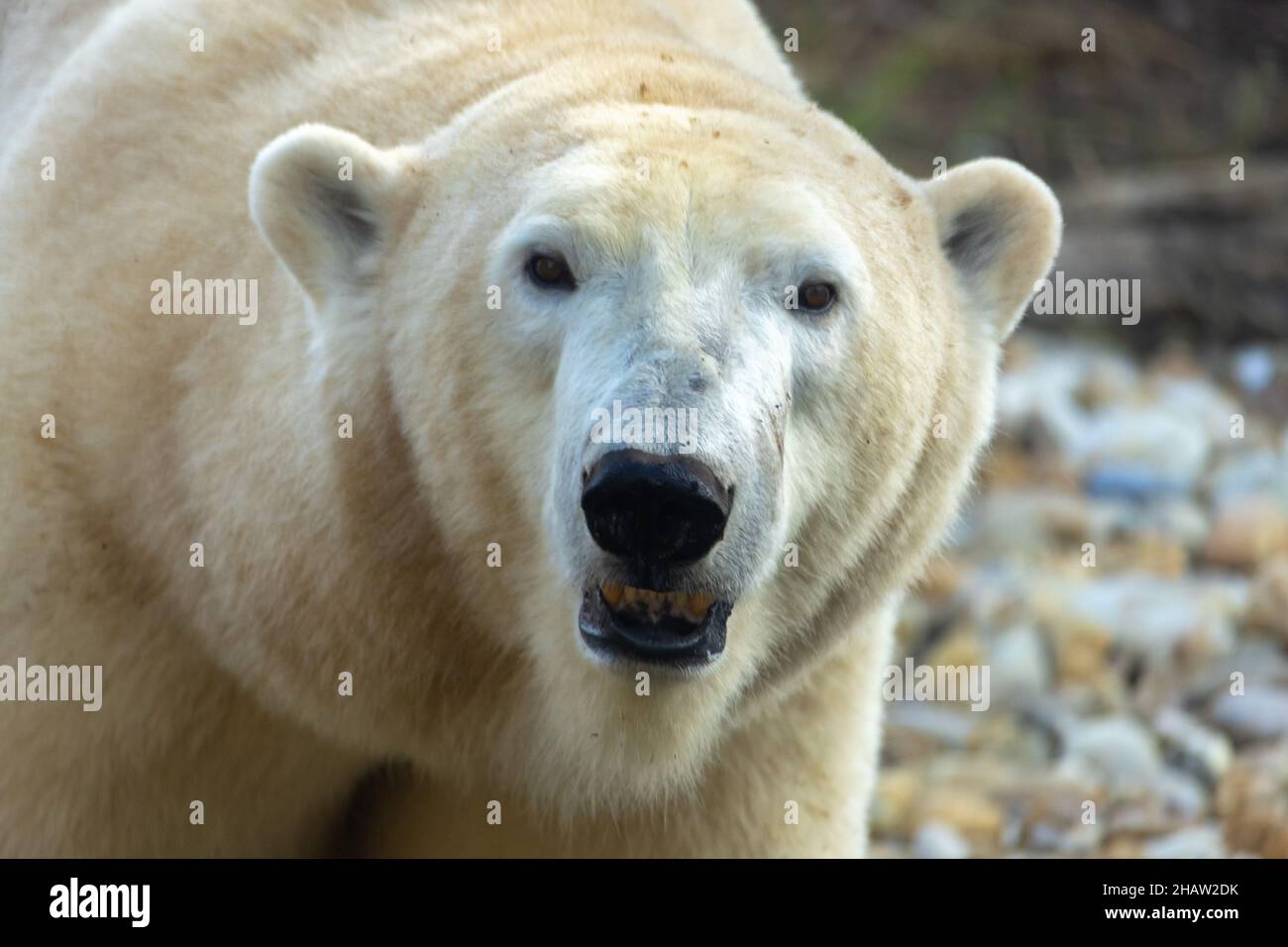 View of a beautiful polar bear in its habitat Stock Photo - Alamy