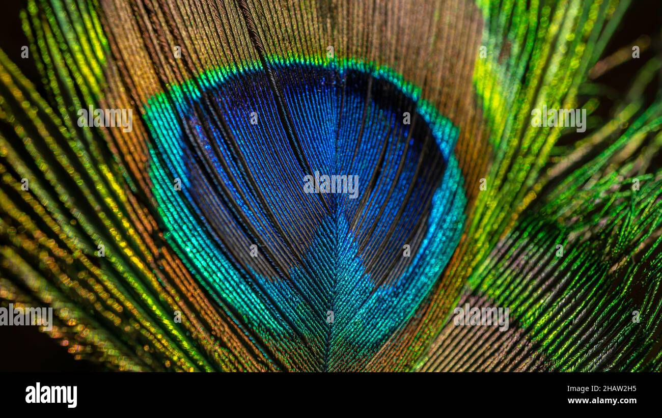 Close-up shot of a peacock feather textures and patterns Stock Photo ...
