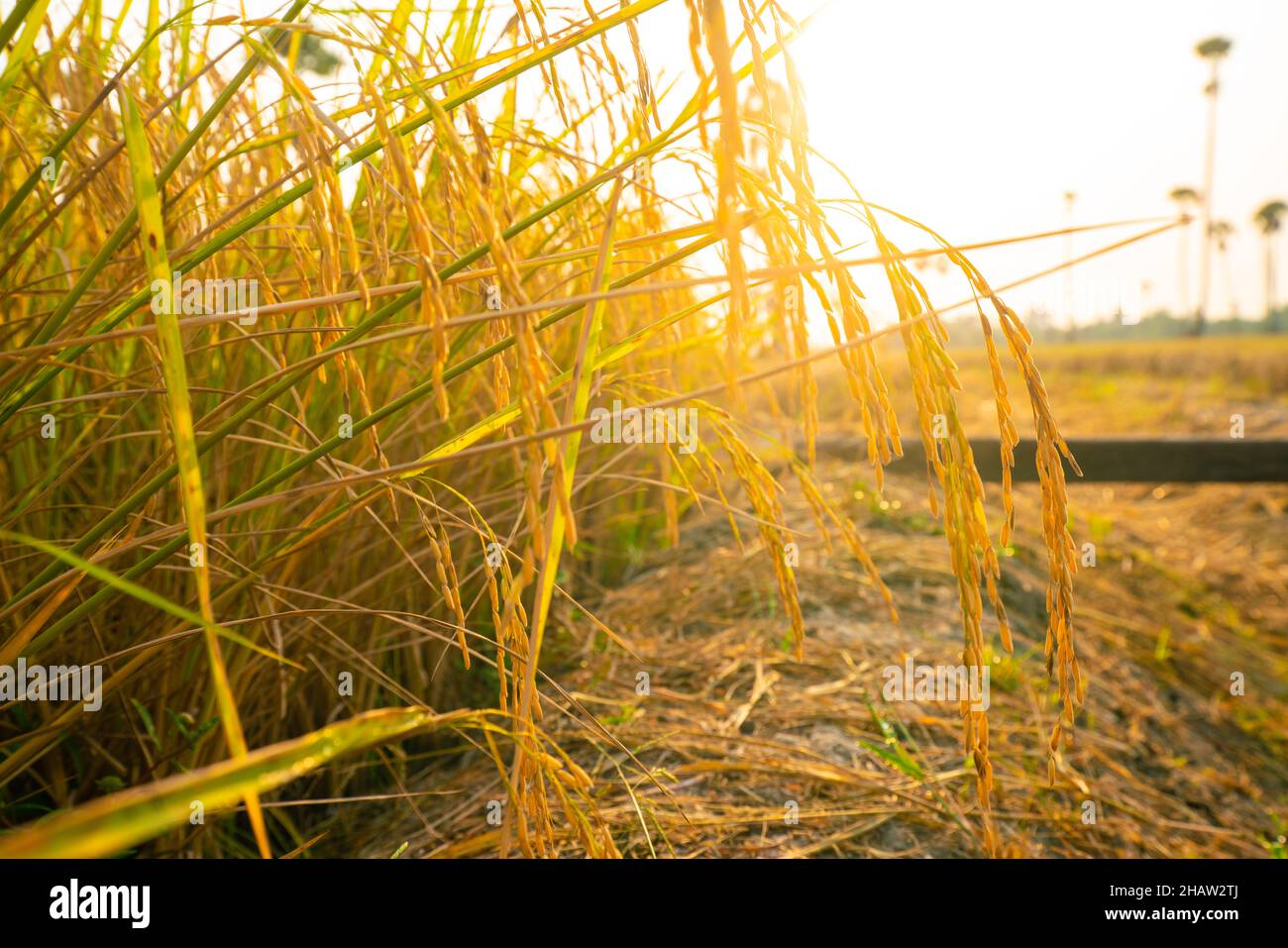 Yellow paddy rice plantation field morning sun rise agricultural ...