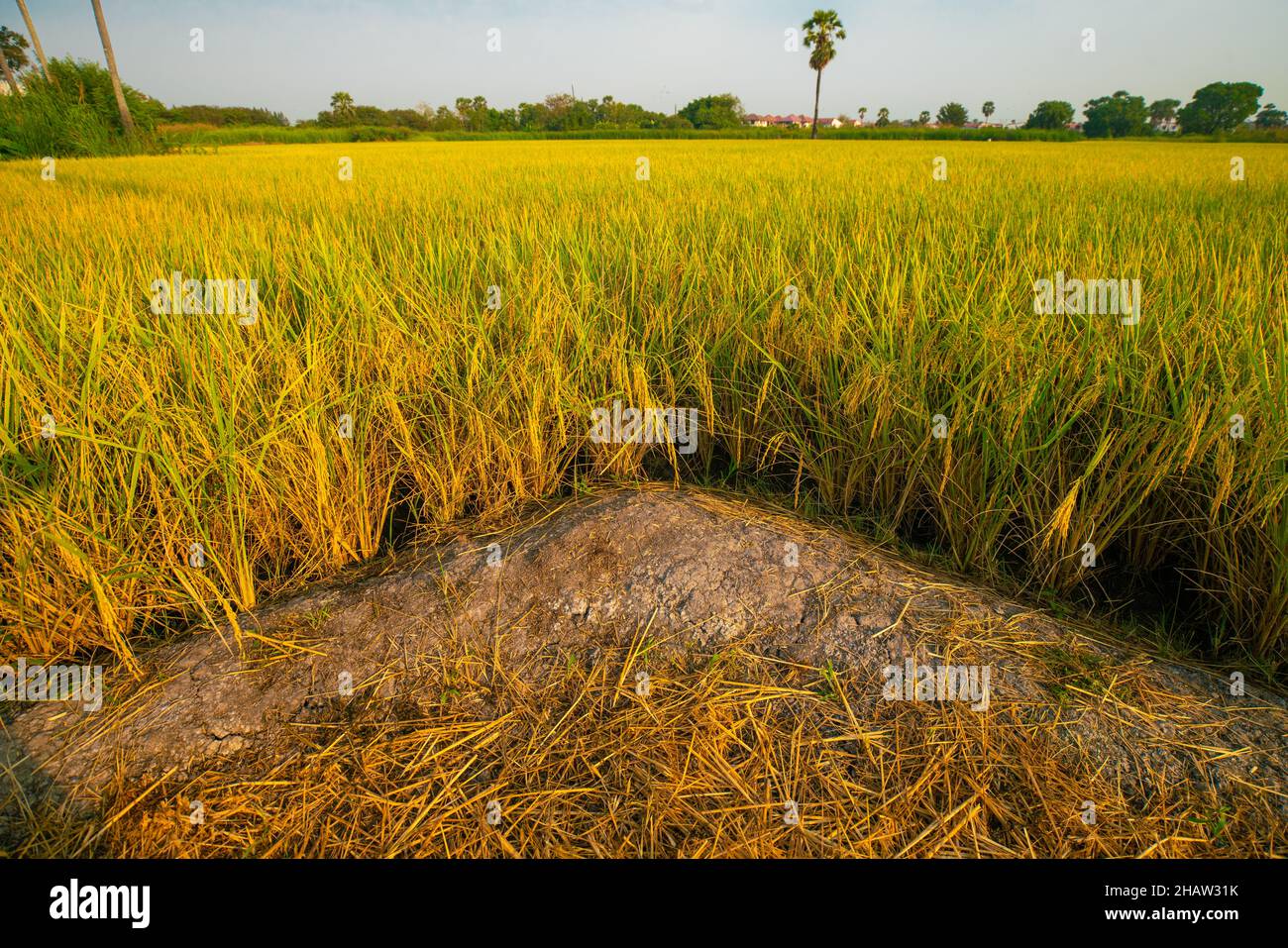 Yellow paddy rice plantation field morning sun rise agricultural ...